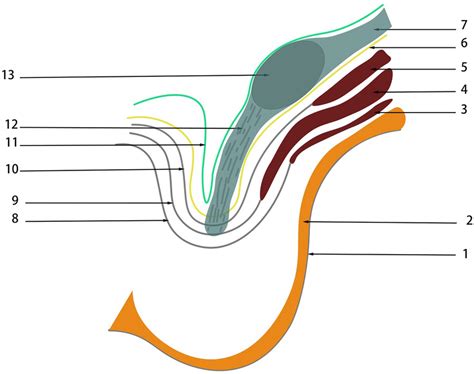 Coronal Plan View Of The Scrotum 1 Scrotal Skin 2 Superficial Fascia