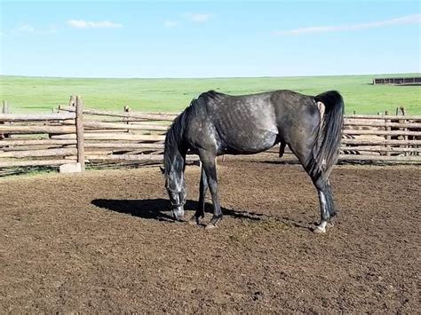 Mорьтон адуу үржүүлгийн газар Home