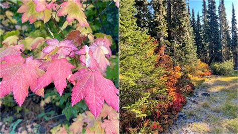 Heres When To Expect Vibrant Fall Colors Across Washington