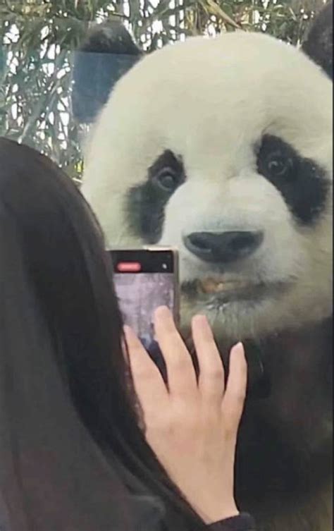 러바오 이 짤 진짜 너무 웃김 내 웃음 버튼임 인스티즈 Instiz 일상 카테고리