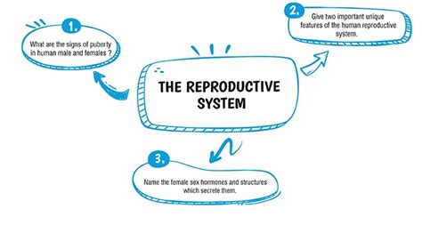 The Reproductive System Important Questions For ICSE Class 10 Biology Chapter 11