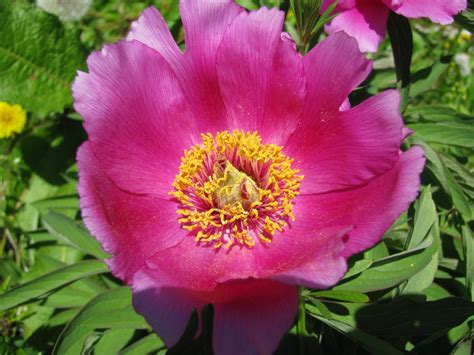 картинки природа цвести лепесток ботаника сад Розовый Флора полевые цветы Пион