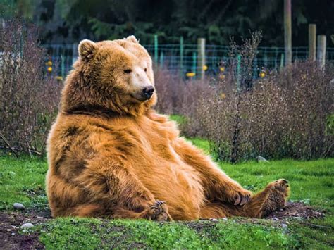 Champion Announced In Fat Bear Week Contest Engoo 데일리뉴스