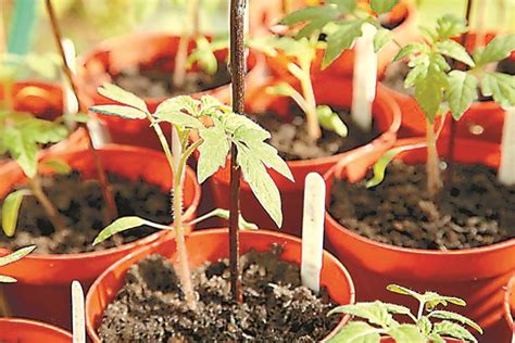 Сега се сеят доматите за средноранно производство Български Фермер