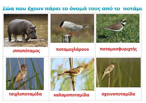 Dreamskindergarten Το νηπιαγωγείο που ονειρεύομαι Πίνακες αναφοράς για το ποτάμι