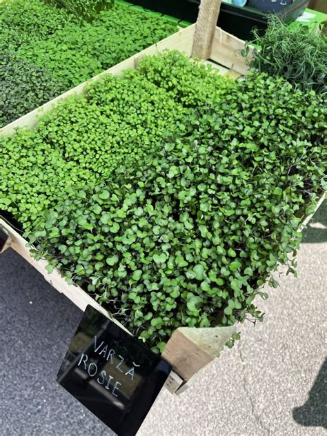 Гайд по Кишинёву город парк на семи холмах