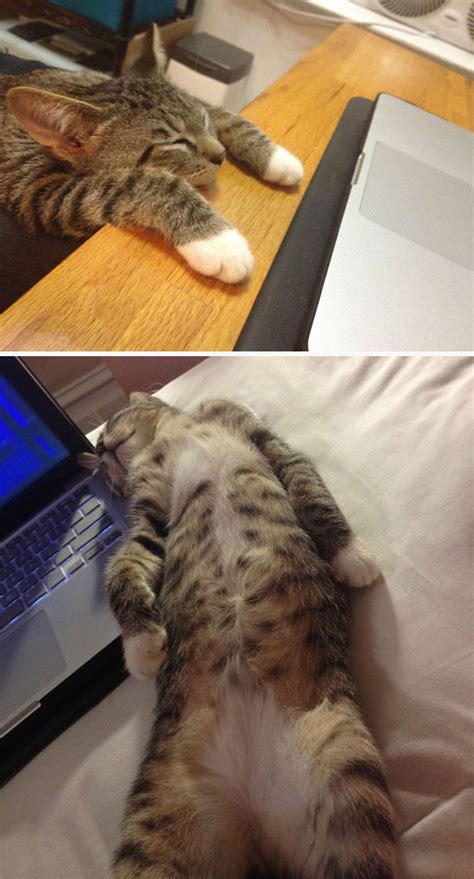 245 Foto Di Gatti Che Dormono In Posizioni Strane Pagina 4 Di 13