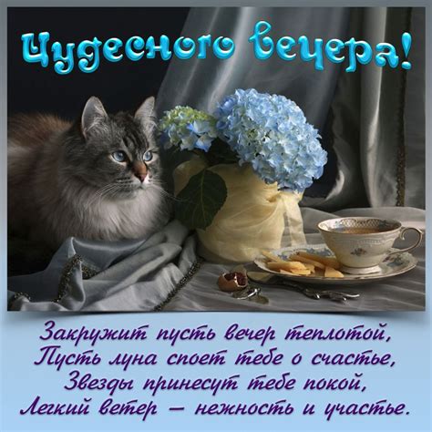 Картинка с котом желающим тебе чудесного вечера поздравляйте бесплатно на