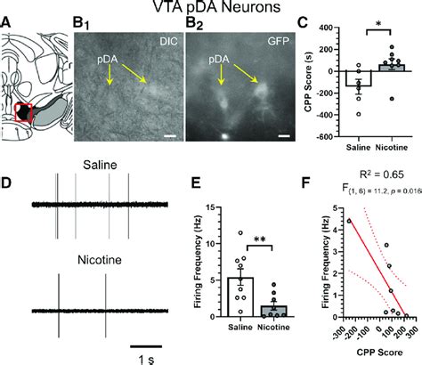 Decreases In Vta Pda Neuron Firing Frequency Correlates With