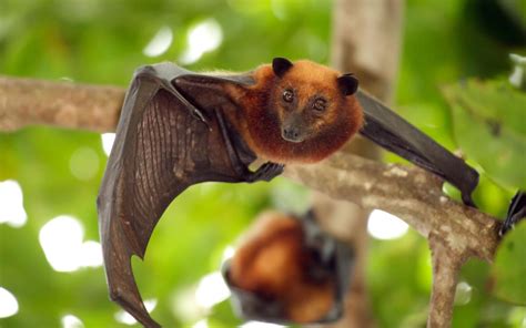 Habilidades Del Murciélago Vuelo Ecolocalización Memoria Y Genomas