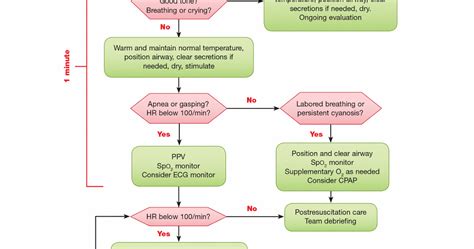 Nrp Algorithm Printable 2017