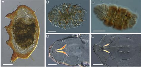D Examined Material Three Specimens Unidentified Sex Remarks Eyes Download Scientific