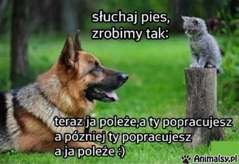 Najlepsze Memy O Kotach I Psach Te Obrazki Na Pewno Was Rozbawią Koty