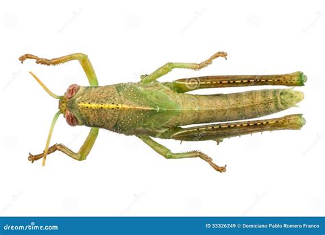 Locust Insect Identification