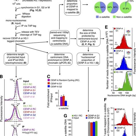 Spatial And Temporal Organization Of Centromere Replication Hela Download Scientific Diagram