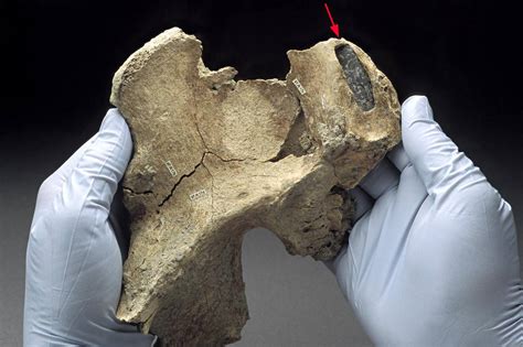 Ancient Dna Tells A New Human Story Wsj