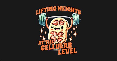 Lifting Weights At The Cellular Level Biology Student Design Biology