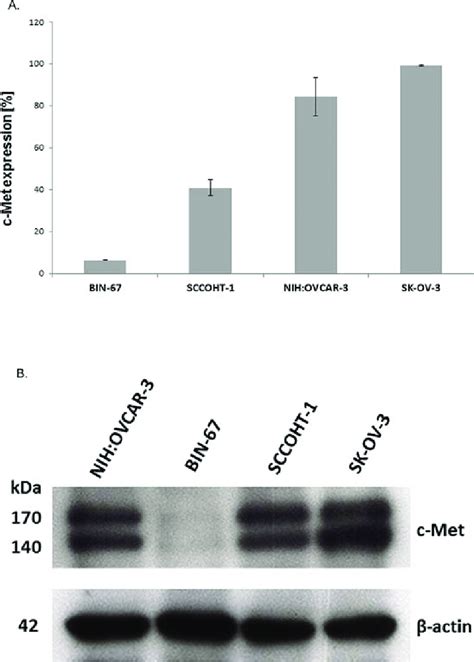 A Expression Of C Met Protein Was Measured By Flow Cytometry In