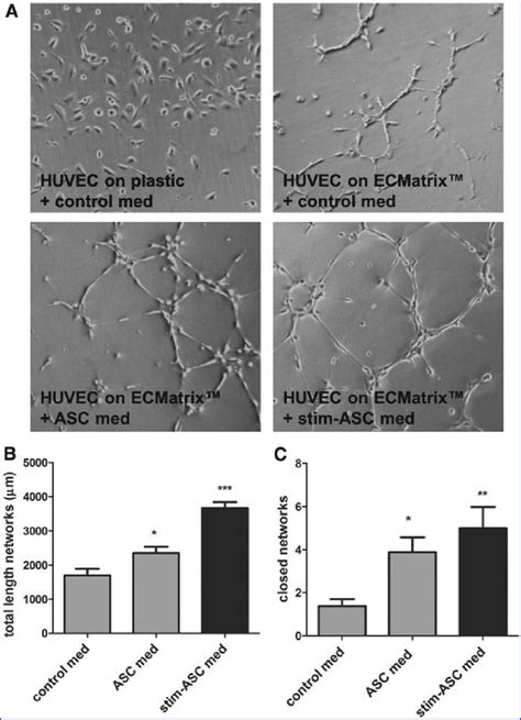 Asc Stimulate In Vitro Angiogenesis A Human Umbilical Vein