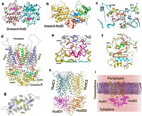 Models Of Hutd Hutc In Different States And Lipid Embedded Assembly