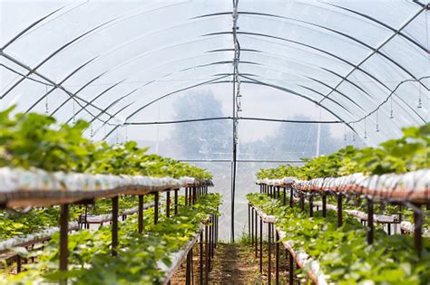 딸기 농장 재배 온실 실내 딸기 농장 안에 딸기 필드에서에서 신선한 딸기에에서 딸기 수경 법 행의 산업 성장 딸기 재배 비닐하우스에 대한 스톡 사진 및 기타 이미지 Istock