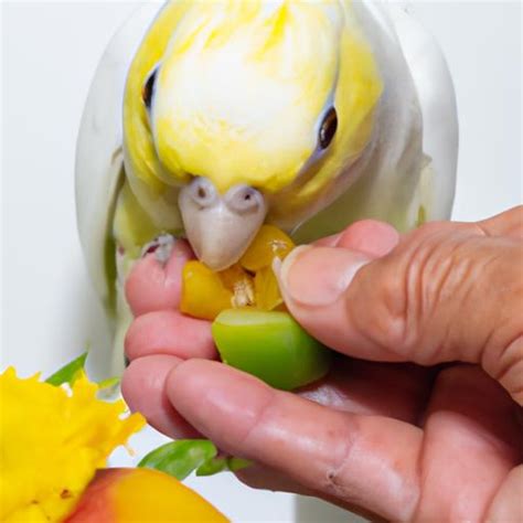 Yellow Quaker Parrots A Vibrant Addition To Your Home