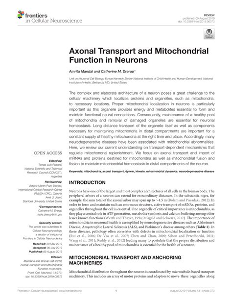 Pdf Axonal Transport And Mitochondrial Function In Neurons