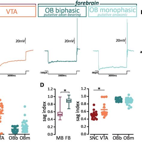 The Depolarization Response To Hyperpolarization Sag Potential Is