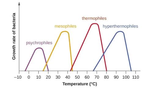 Classification Of Bacteria Microbe Online