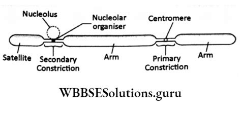 Wbbse Solutions For Class 10 Life Science Chapter 2 Cell Division And Cell Cycle Wbbse Solutions