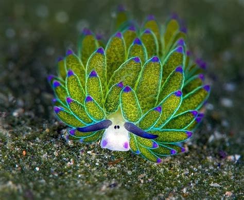 The Leaf Sheep Sea Slug Costasiella Kuroshimae Rnatureporn
