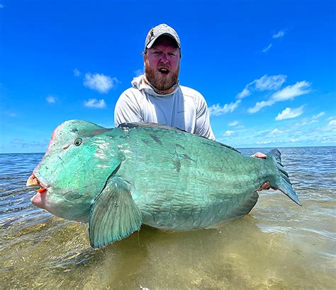 Bumphead Parrotfish The Fly Shop