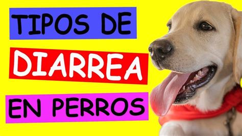 Significado Y Causas Que Debes Conocer Cuida Mascota