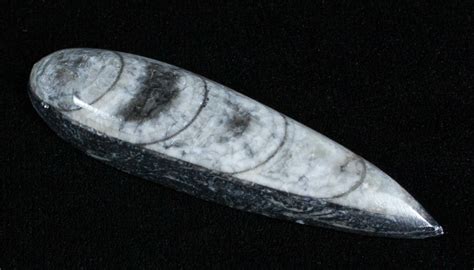 Polished Orthoceras Cephalopod Fossil 3746 For Sale