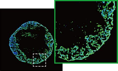 心脏类器官分化试剂盒 国典（北京）医药科技有限公司