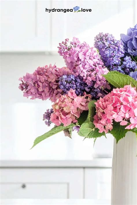 10 Gorgeous Lacecap Hydrangeas To Grow In Your Garden Hydrangea Love