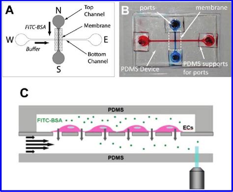 Figure 1 From Technique For Real Time Measurements Of Endothelial