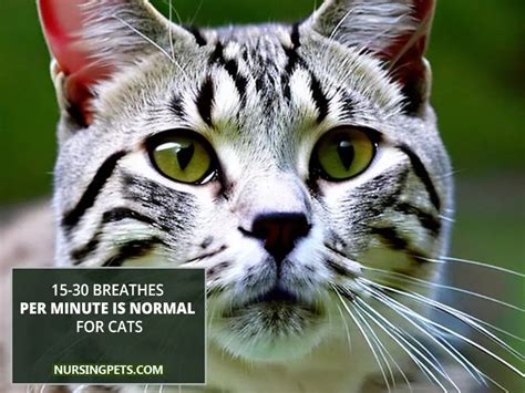 Breathing Difficulty In Cats First Aid For Cats With Breathing