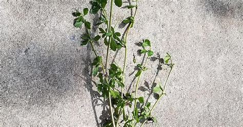 Crawling Vine Weed Album On Imgur