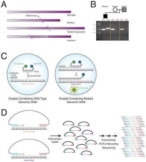 Somatic Mosaicism Implications For Disease And Transmission Genetics Pmc