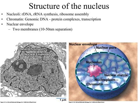 PPT Structure Of The Nucleus PowerPoint Presentation Free Download ID
