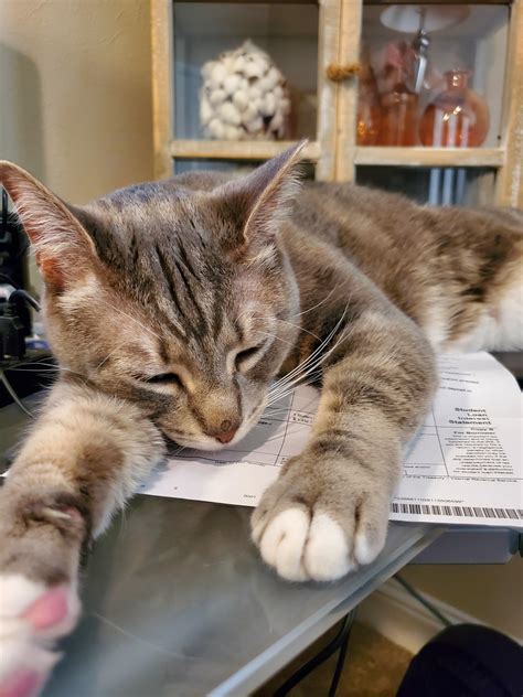 Super Cute Admin Gets Away With Sleeping On The Job R Cats