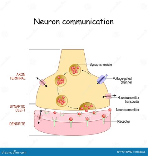 Chemical Synapse Structure Neuron Communication Stock Vector