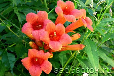 декоративні кущі Тест з трудового навчання «На Урок