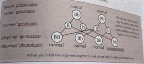 biology gcse paper 1 inheritance flashcards quizlet