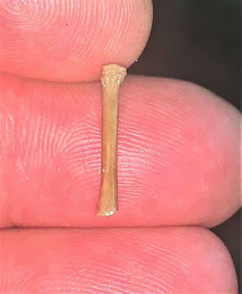 Cretaceous Bird Limb Fossil Id The Fossil Forum