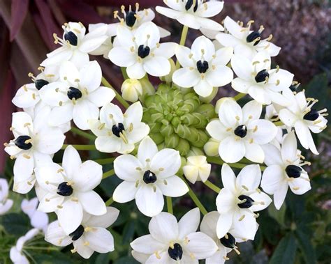 Ornithogalum saundersiae Bulbs — Buy online at Farmer Gracy UK