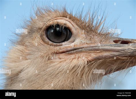 Close Up Of The Face And Beak Of A Somali Ostrich At The Shaumari