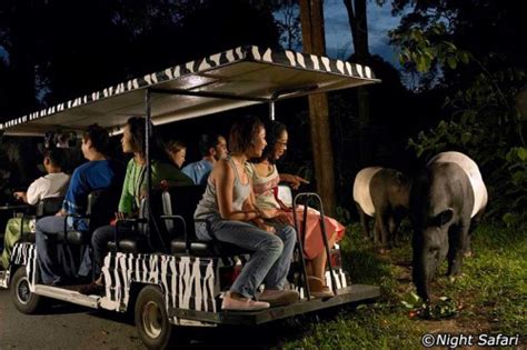 Tiket Night Safari Singapore Zoo Ada Show Bola Apinya