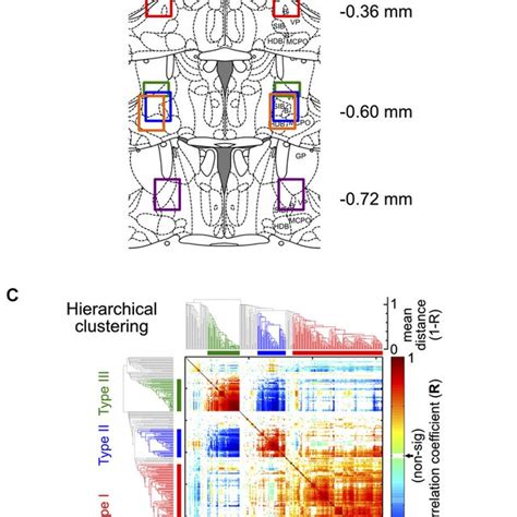 Hierarchical Clustering Analysis Of Bf Neuronal Response Types A